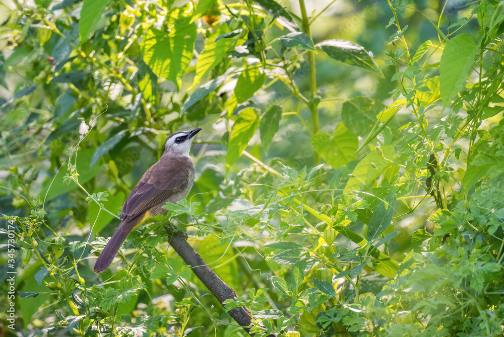 Yellow-vented Bulbul - Pycnonotus goiavier, shy hidden perching bird ...