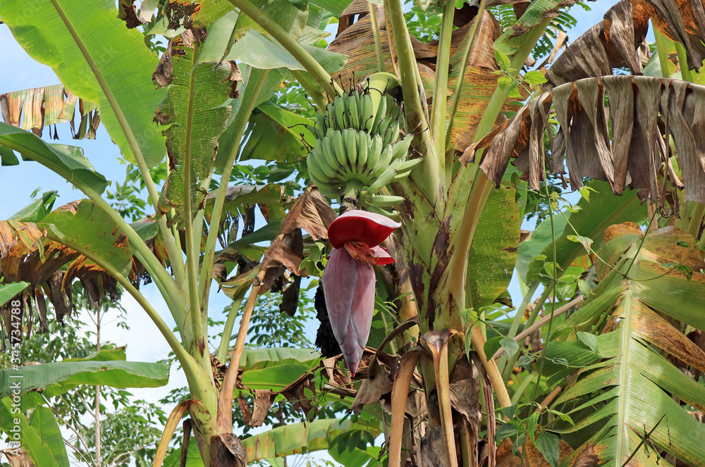 Tropical Banana Tree with Its Fruits and Inflorescence in Thailand ...