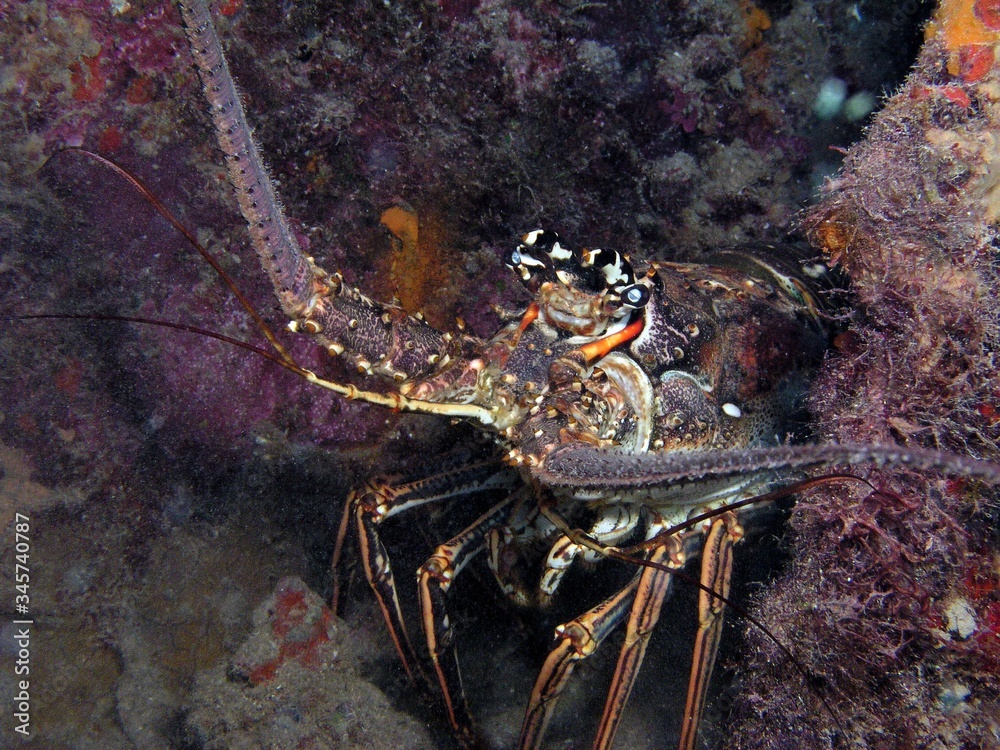 Caribbean spiny lobster in Bay of Pigs, Cuba, underwater photograph ...