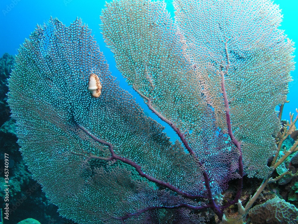 Purple Sea Fan
