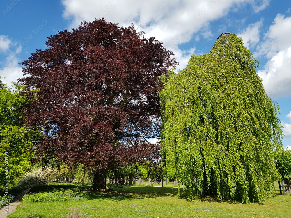Fagus sylvatica “atropunicea purpurea” and Fagus sylvatica pendula ...