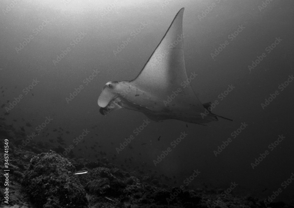 Manta ray in Arabian sea, Baa Atoll, Maldives, underwater photograph ...
