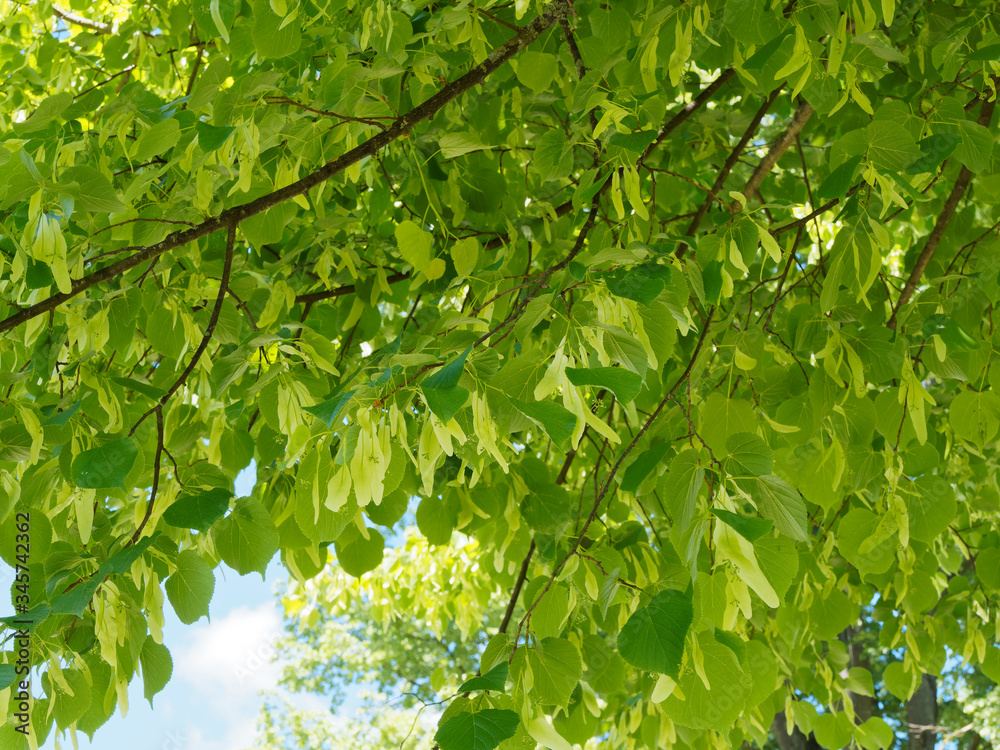 (Tilia europaea) Tilleul commun ou tilleul d'Europe 'Pallida' au ...