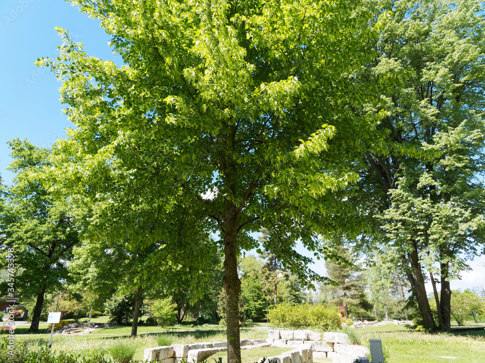 (Tilia europaea) Tilleul commun ou tilleul d'Europe 'Pallida', grand ...