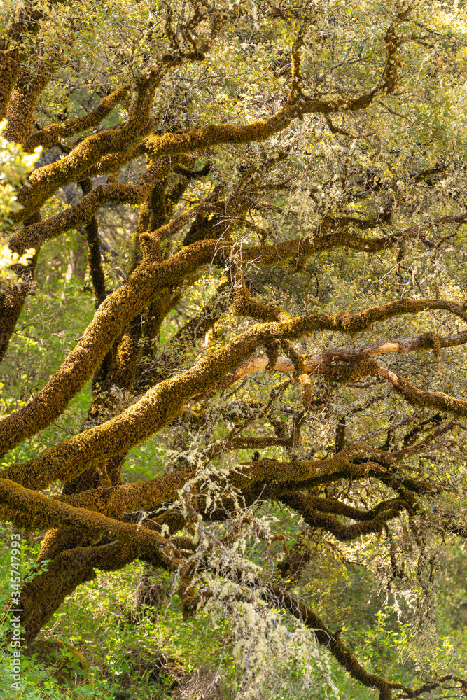 Oak trees blooming in the Spring during golden hour sunset Stock Photo ...