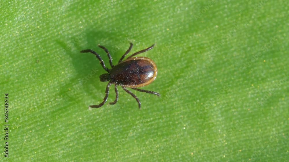Ixodid tick crawls on a green leaf or blade of grass. Dangerous ...