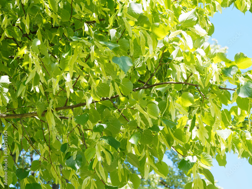 Sous un jeune tilleul commun ou tilleul d'Europe 'Pallida' aux feuilles ...