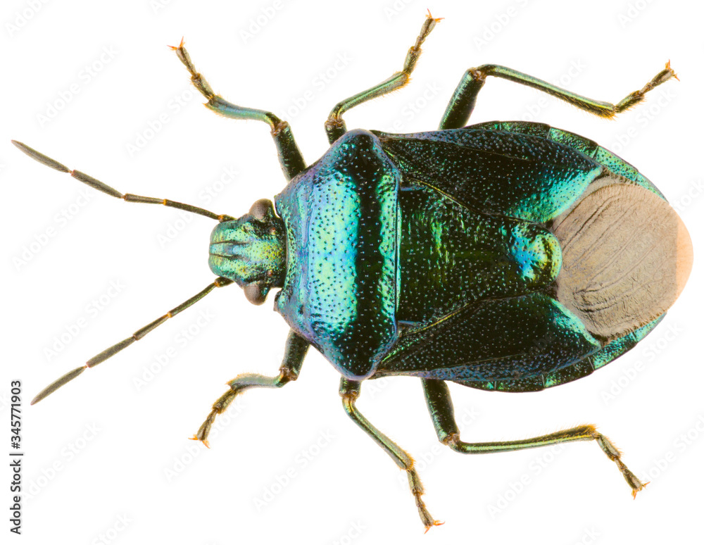 Zicrona caerulea, common name Blue Shieldbug, is a species of bugs of ...