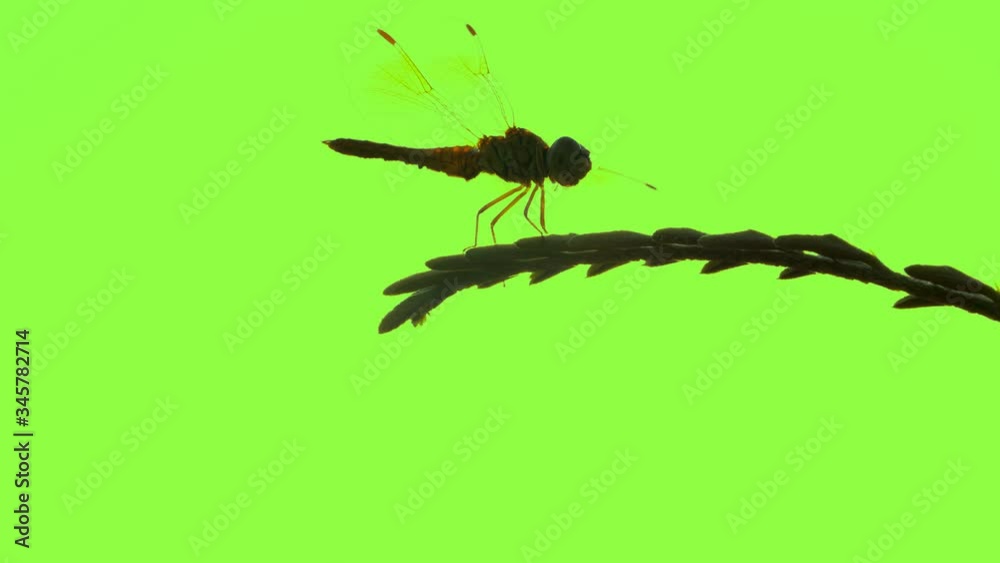 Dragonfly on flower leaf on green screen background, beautiful ...