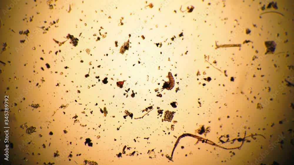 Vidéo Stock Small tardigrade floating in a microcosm of water under a ...