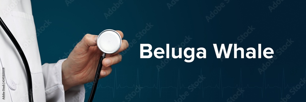 Beluga Whale. Doctor in smock holds stethoscope. The term Beluga Whale ...