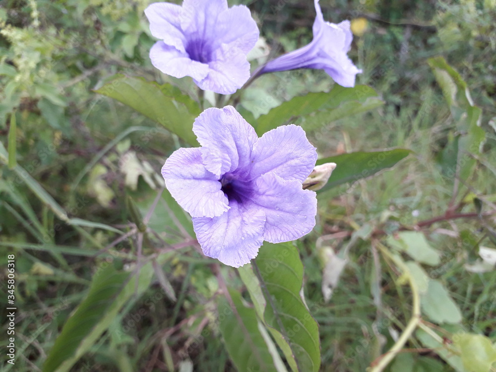 Foto de Mandevilla sanderi-beautiful purple flowes are in bloom, bunga ...