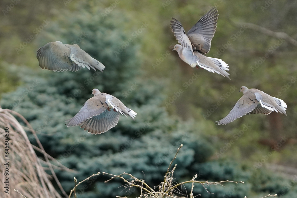 Four Mourning doves taking off into flight Stock Photo | Adobe Stock