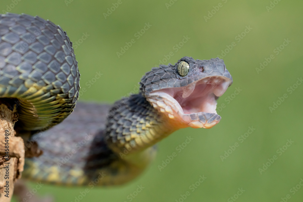 Venomous Black Bush Viper (Atheris squamigera) with open mouth. Stock ...