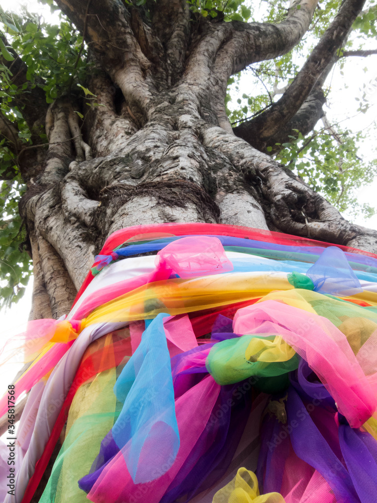 Bodhi Tree with colorful cloth wrapped around the tree shows respect ...