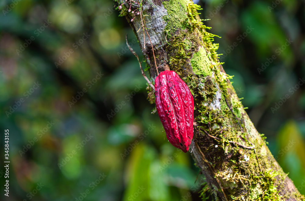Fotografia do Stock: Ripe red Cacao Fruit in the Amazon Rainforest ...