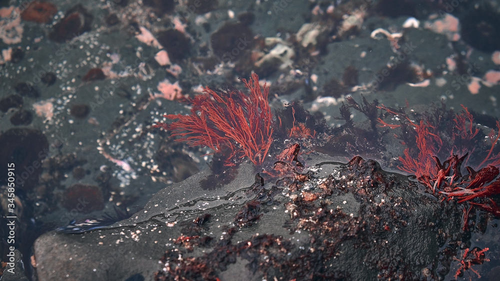 red algae underwater background from above. Background and surface ...