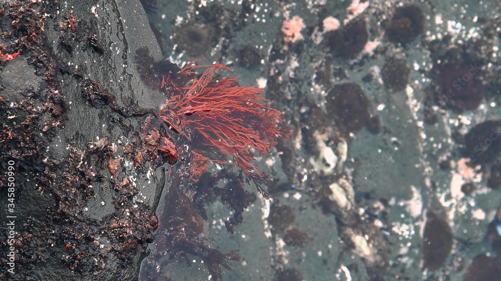 red algae underwater background from above. Background and surface ...