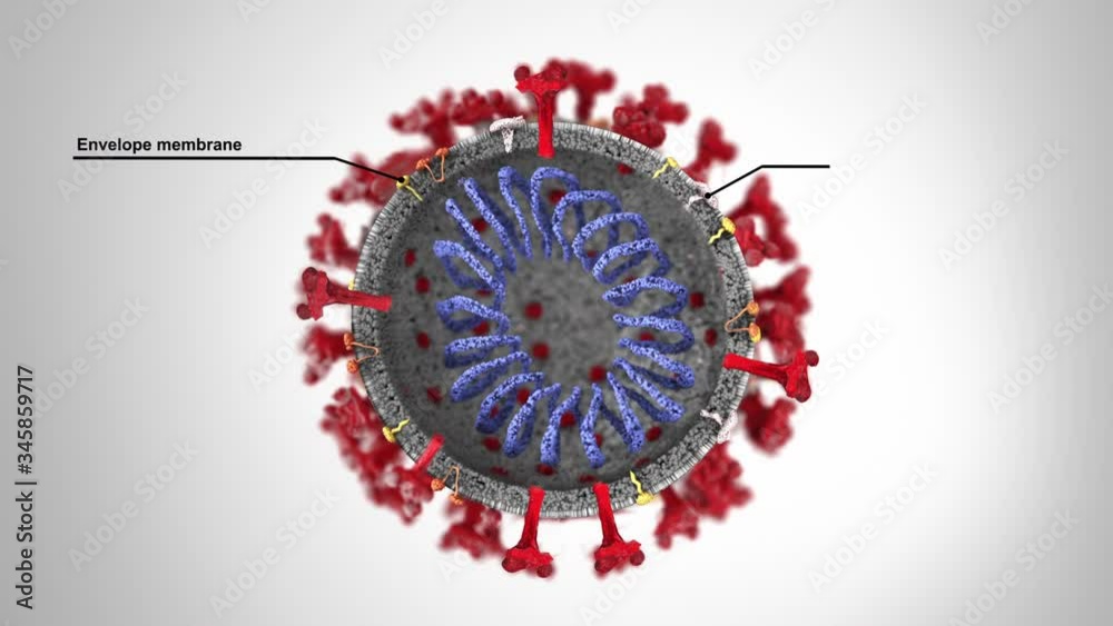 Hyper realistic animation of the Novel Coronavirus, Covid 19. Accurate ...
