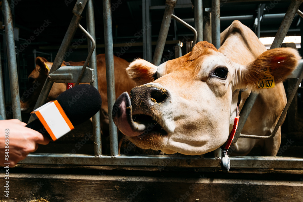 Zdjęcie Stock: moment when a brown cow jersey in a stall with his ...