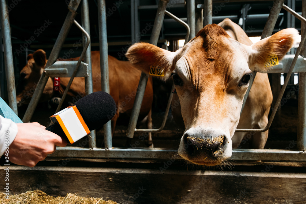 moment when a brown cow jersey in a stall with his tongue hanging out ...
