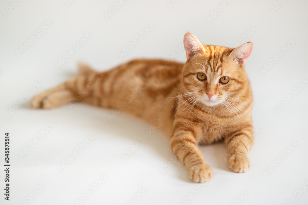 Classic Orange Tabby