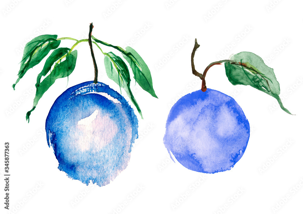 Illustration - plum watercolor on an isolated white background. plums ...