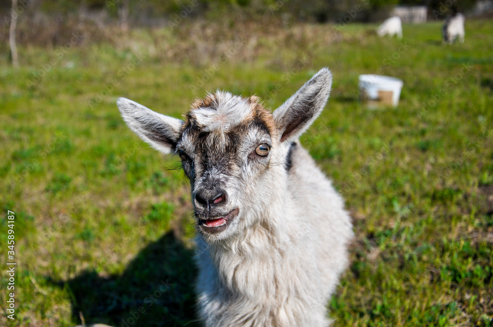 Smiling Baby Goats