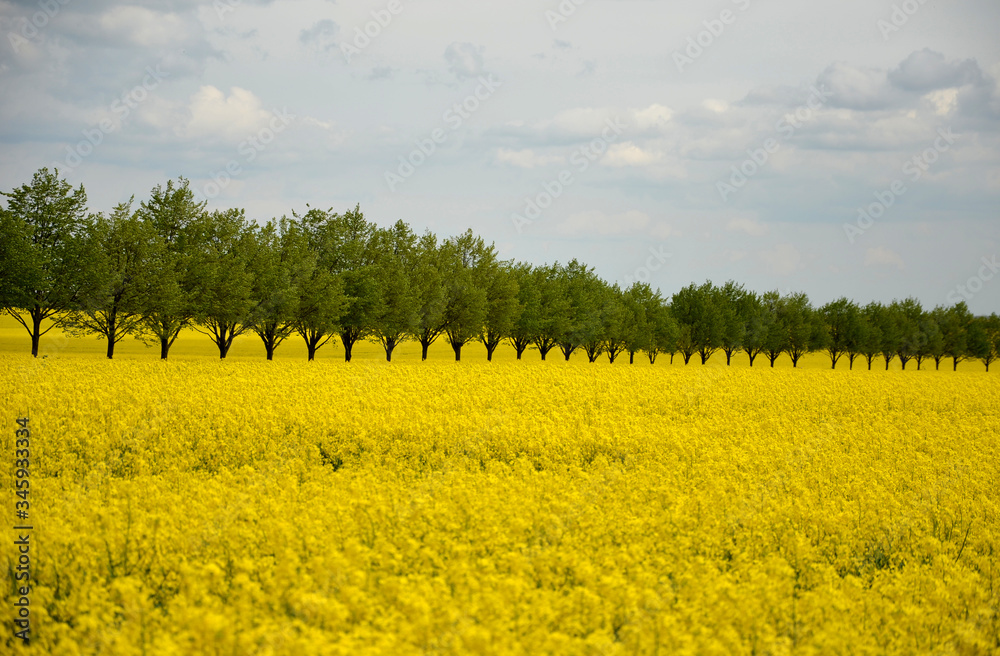 Rapeseed rape is an annual or biennial crop, grown for oilseeds, used ...