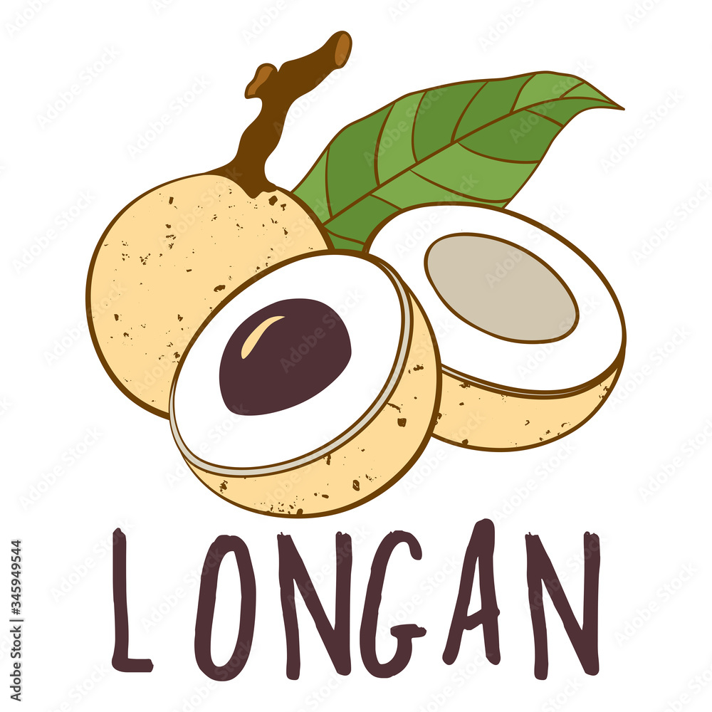 Vector logo of longan fruit isolated on white background. Botanical ...