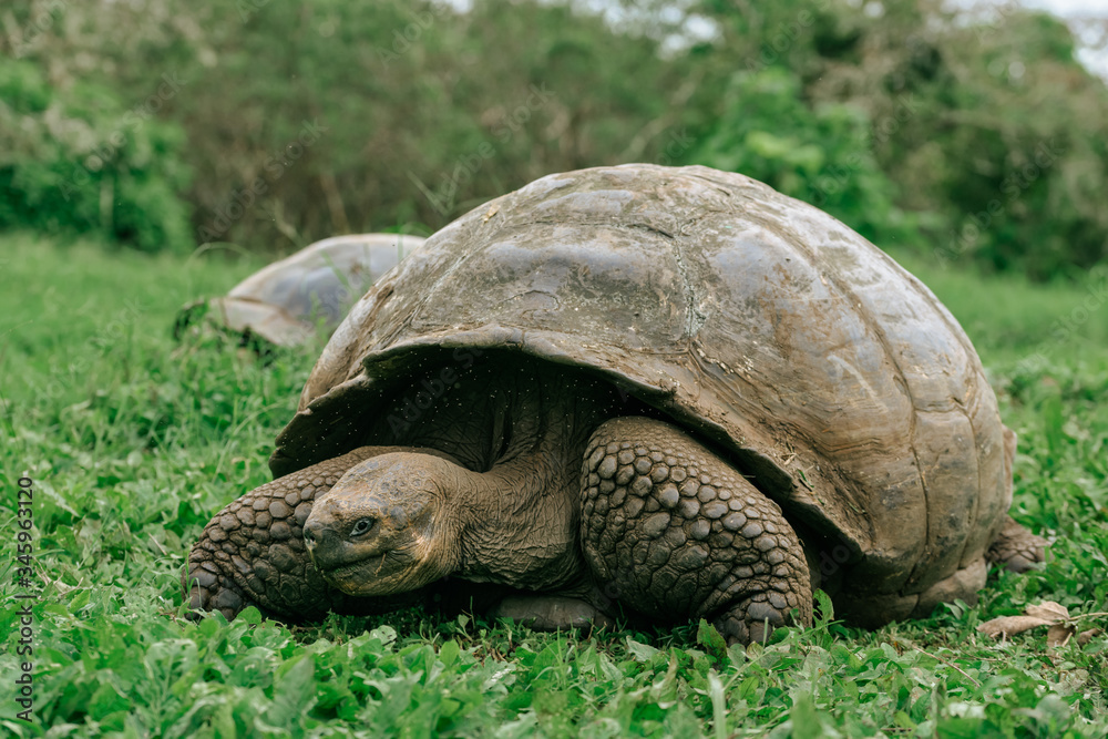 Tortuga gigante de las islas Galápagos en un campo de césped. Stock ...