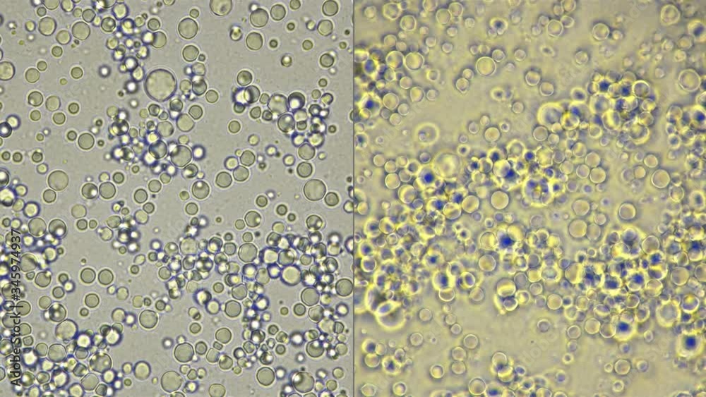 Milk under the microscope, fresh, natural, the movement of useful ...