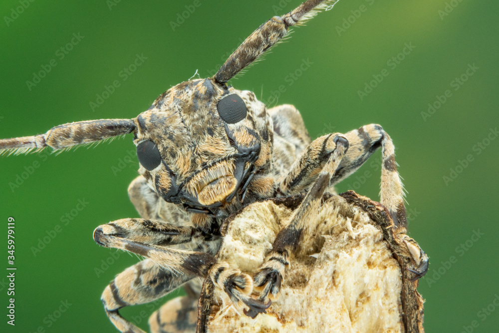 Beautiful Batocera rubus - nature marco photography Stock Photo | Adobe ...