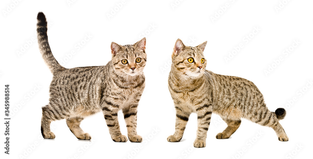 Two cats Scottish Straight standing together isolated on white ...