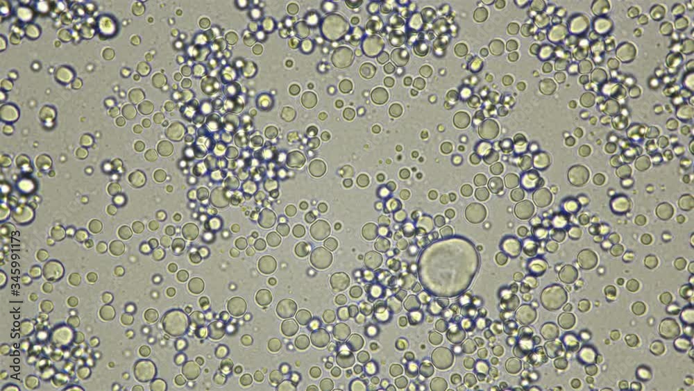 Milk under the microscope, fresh, natural, the movement of useful ...