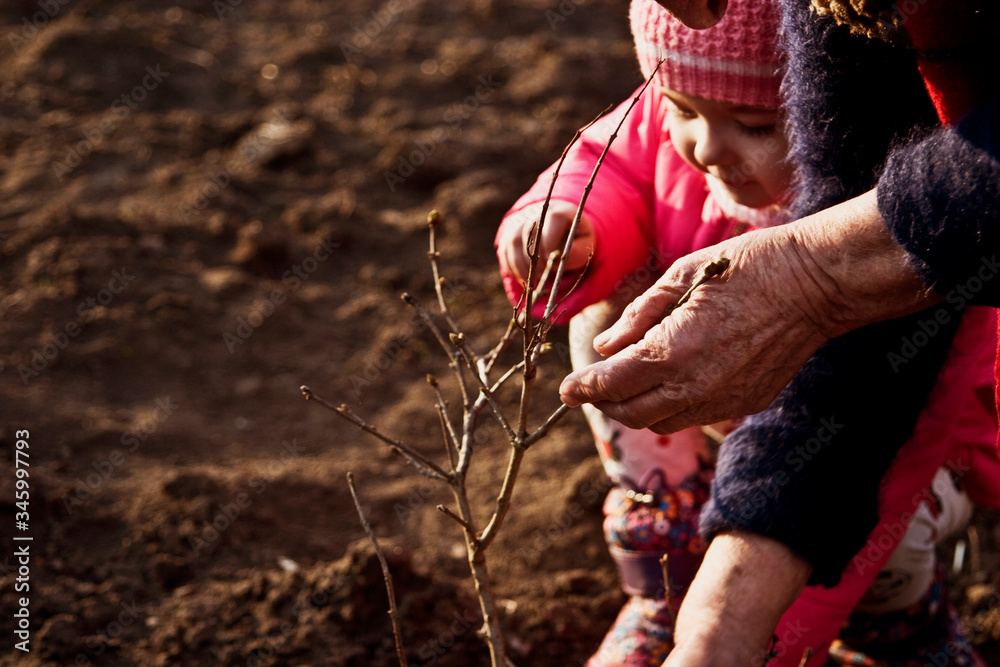 A child with a grandmother plant a tree. An old grandmother with a ...