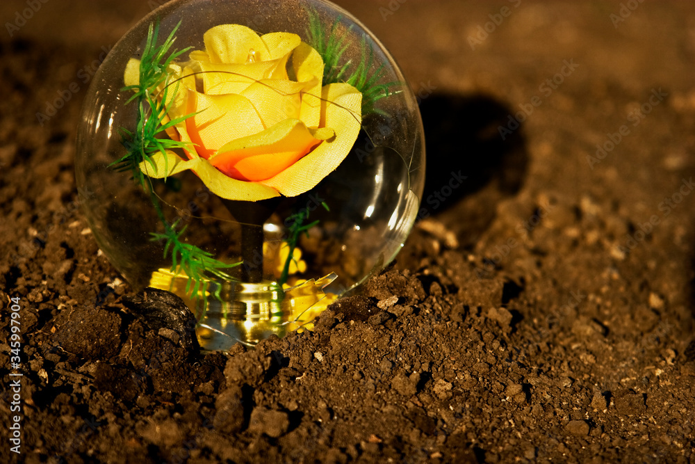 Land conservation and soil protection measures. Rose in a glass bowl ...