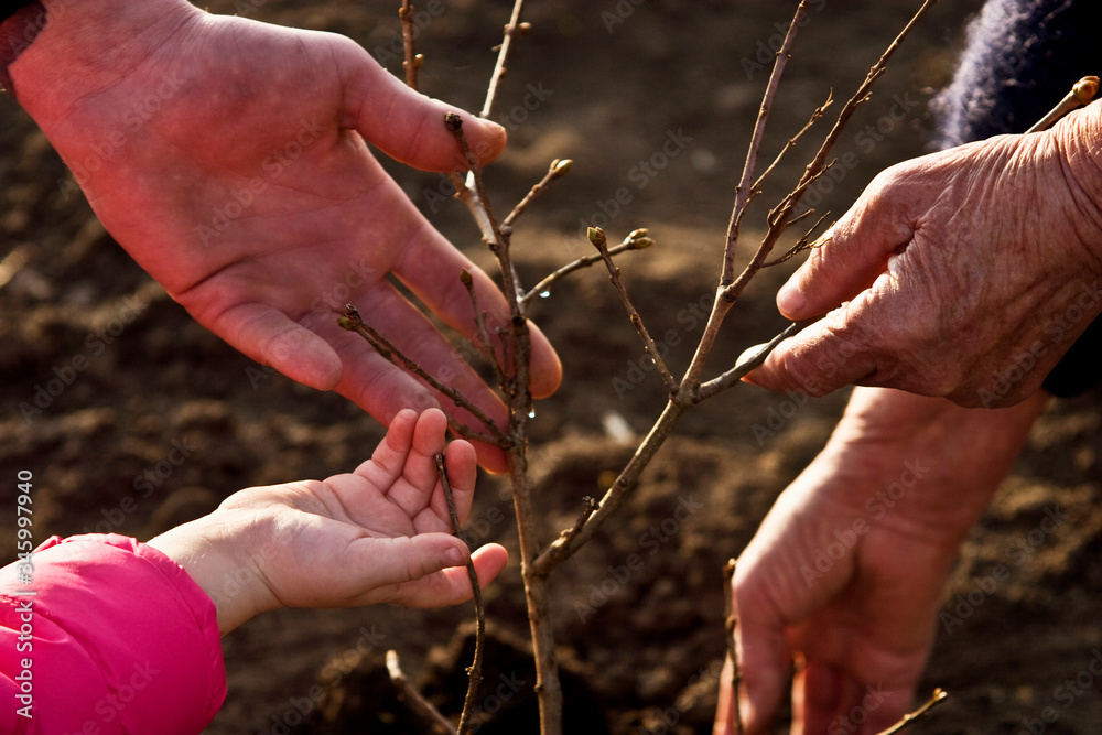 Hands of a family on young branches of trees. Old hands and hands of a ...