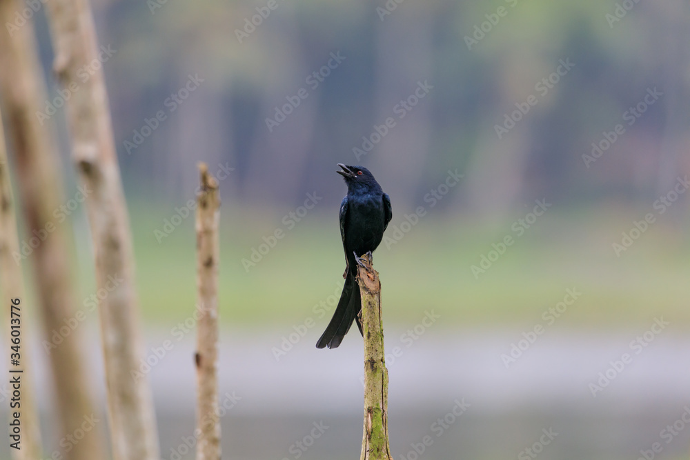 Black drongo.black drongo is a small Asian passerine bird of the drongo ...