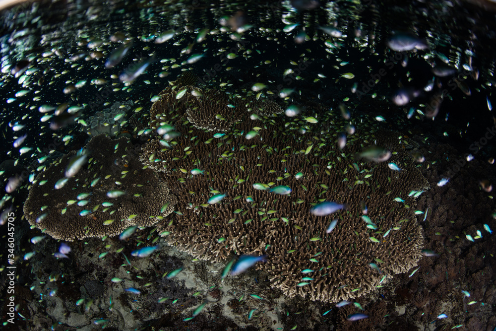 Tiny damselfish swarm above a shallow coral reef in Indonesia as they ...
