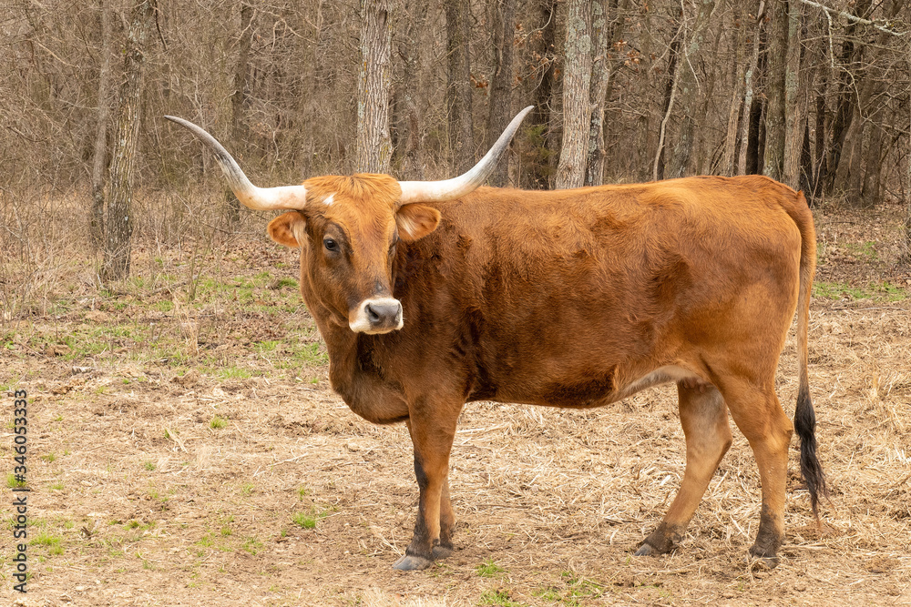 Taurus Cattle