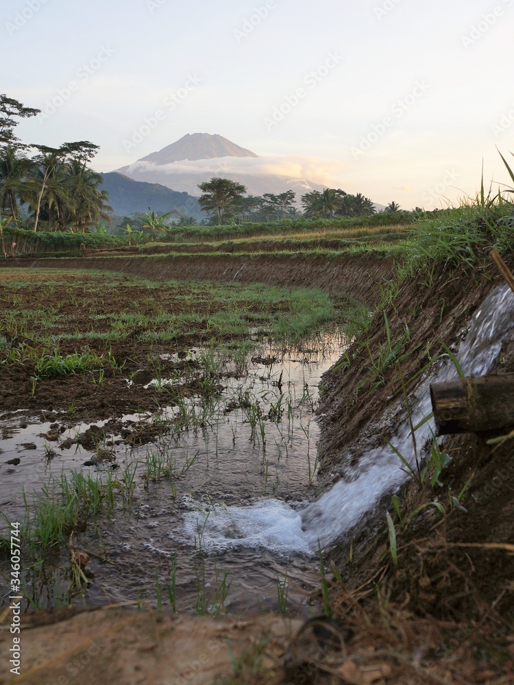 water flows between rice terraces. rice fields. rice field view in ...