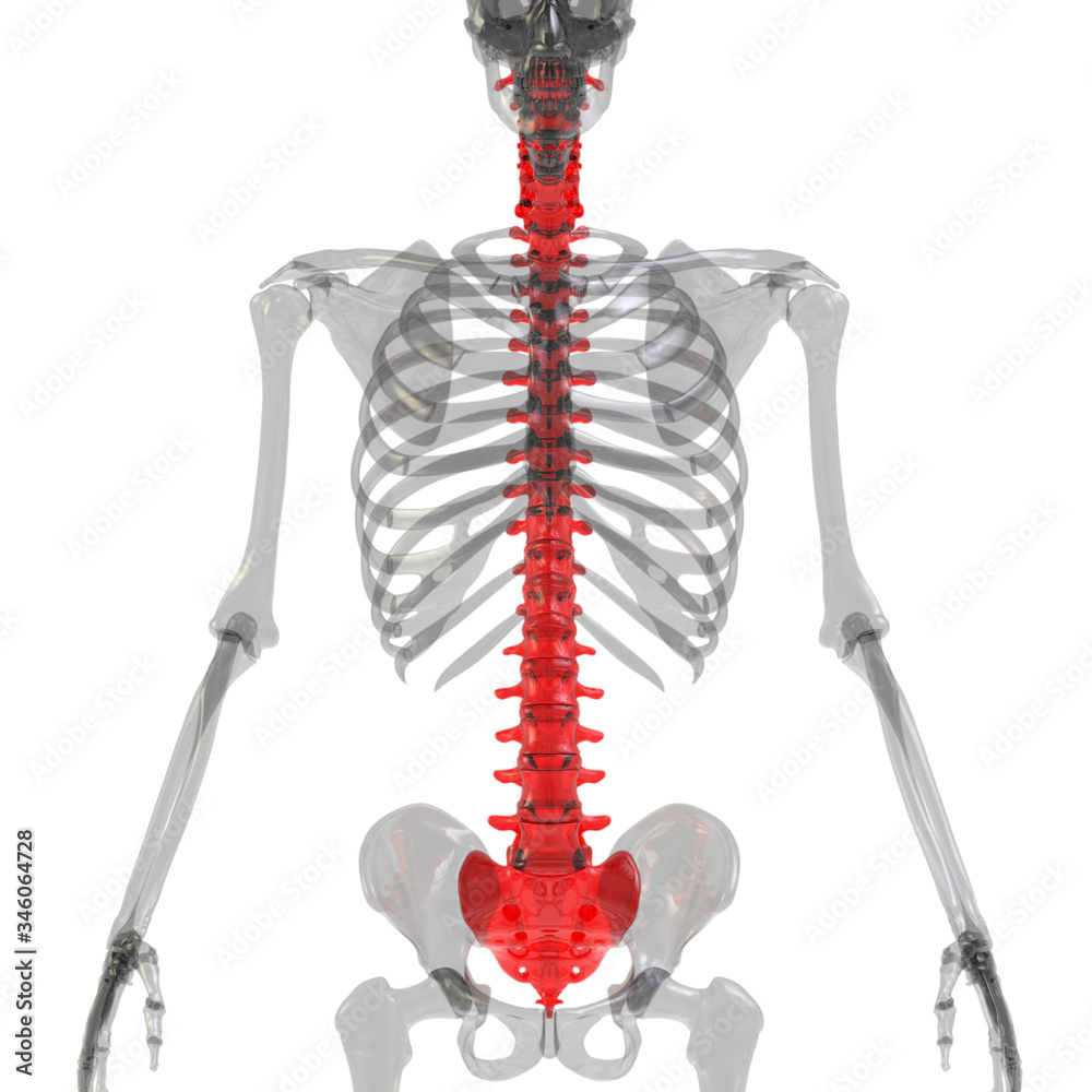 Human Skeleton System Vertebral Column Spinal Cord Anatomy Stock ...