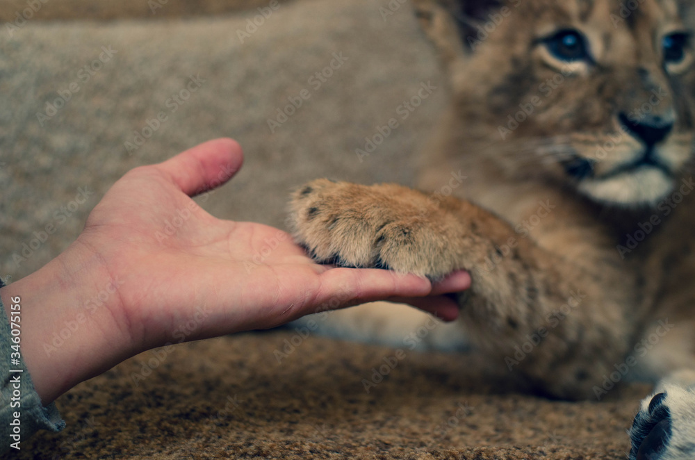 Photo of a lion cub that gave a paw to a mans hand. Close-up of a ...