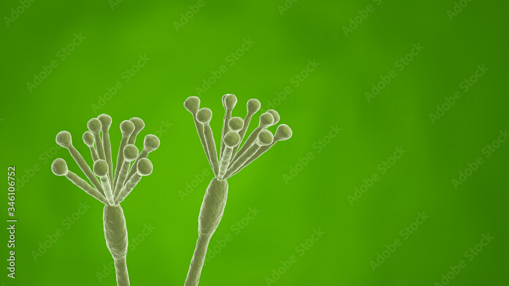 Aspergillus spore Stock Photo | Adobe Stock