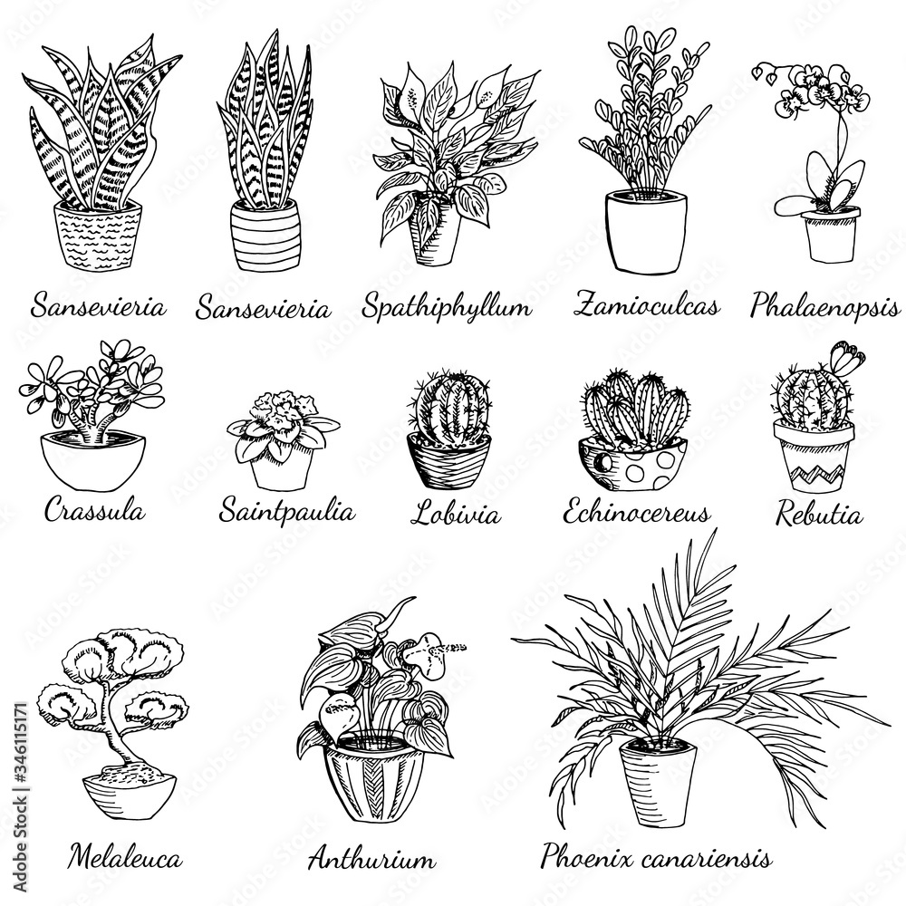 Collection of home plants with names. Hand drawn vector botanical ...