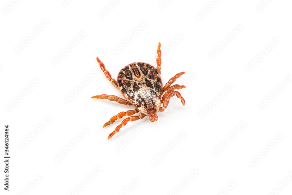 Tick over white background. Tick is the common name for the small ...