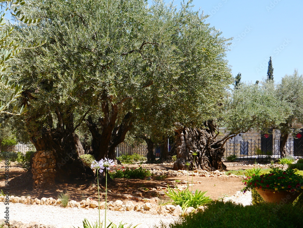 huge old olive tree in the historic Garden of Gethsemane, Jerusalem ...