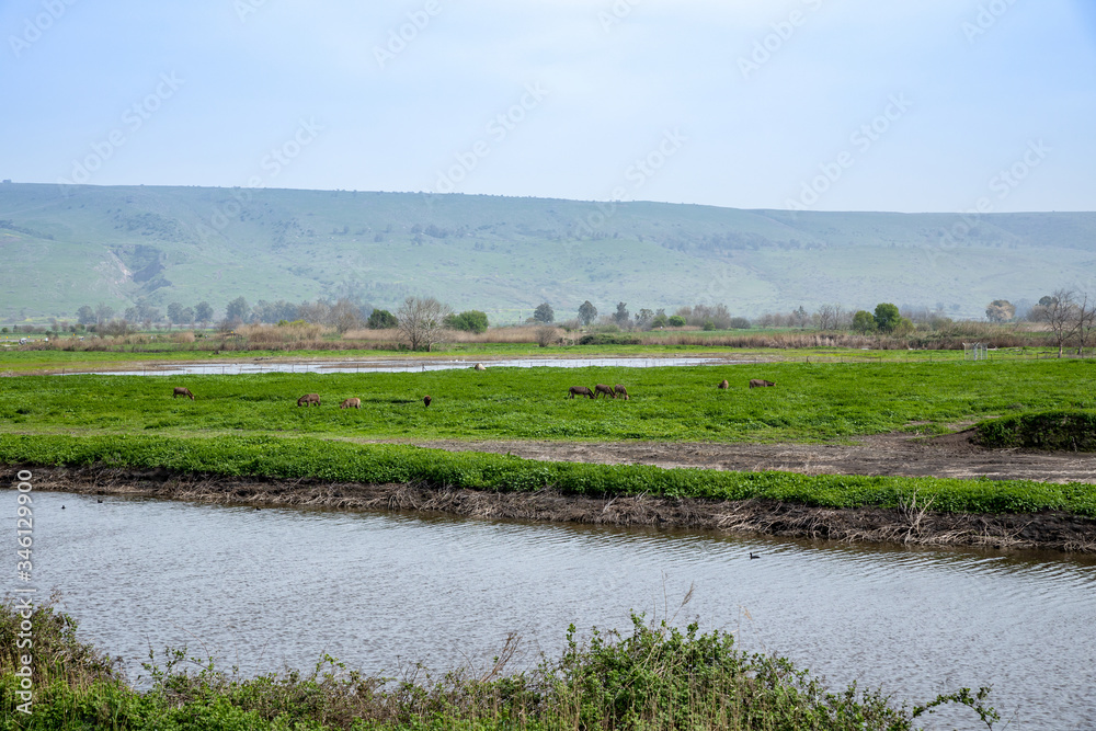 mon aHula - lake and nature reserve for birds Stock Photo | Adobe Stock