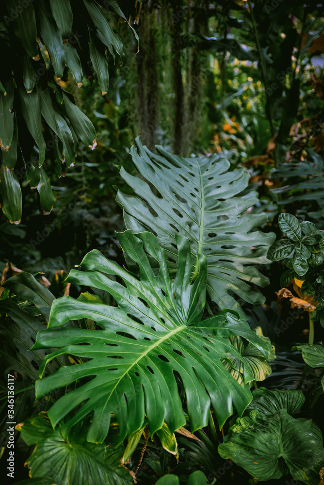 Fototapeta Urban Jungle Monstera leaves in jungle. Swiss cheese plant ...